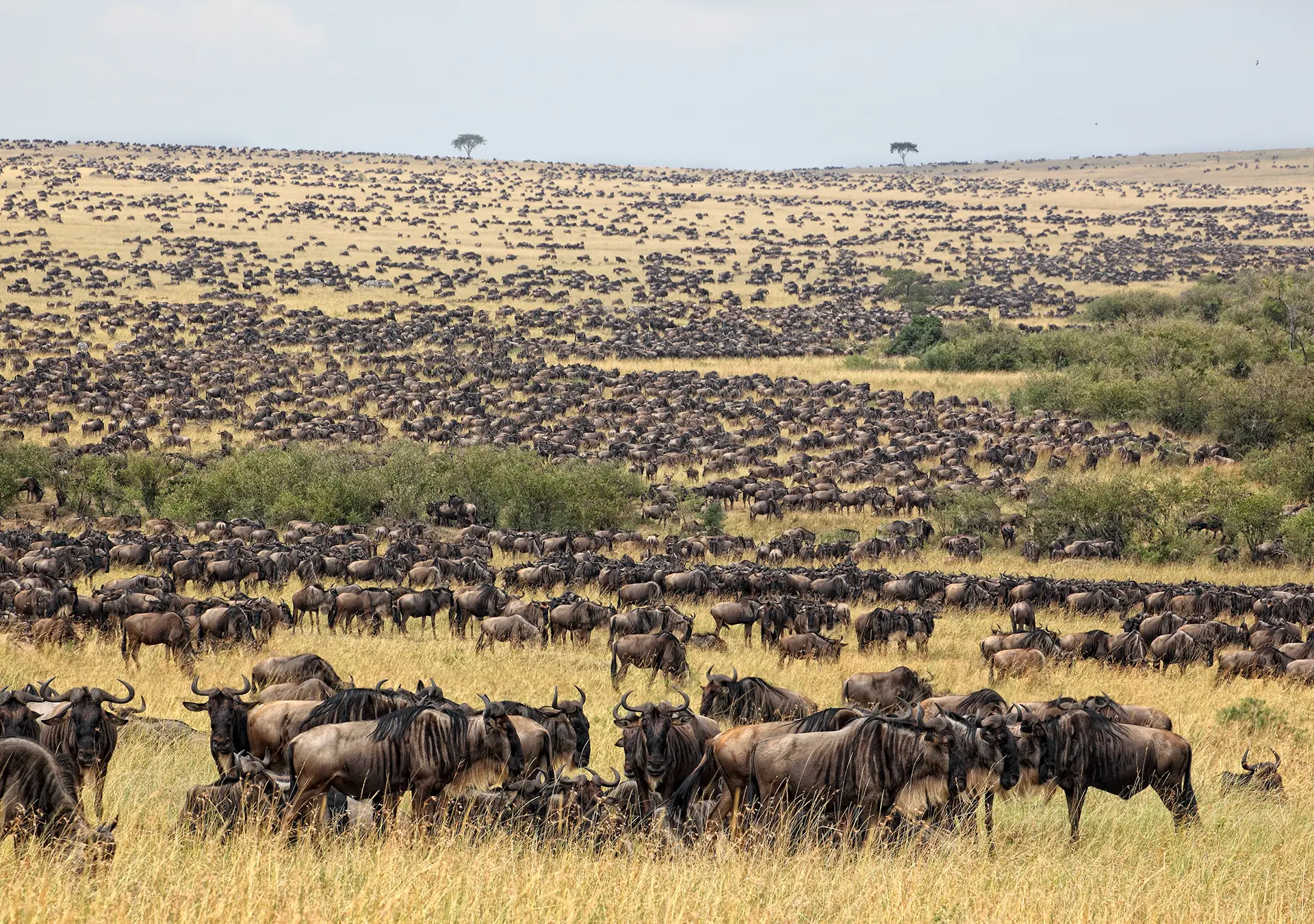 8 Tips To See The Best Of The Great Migration Calving Season | Gosheni ...