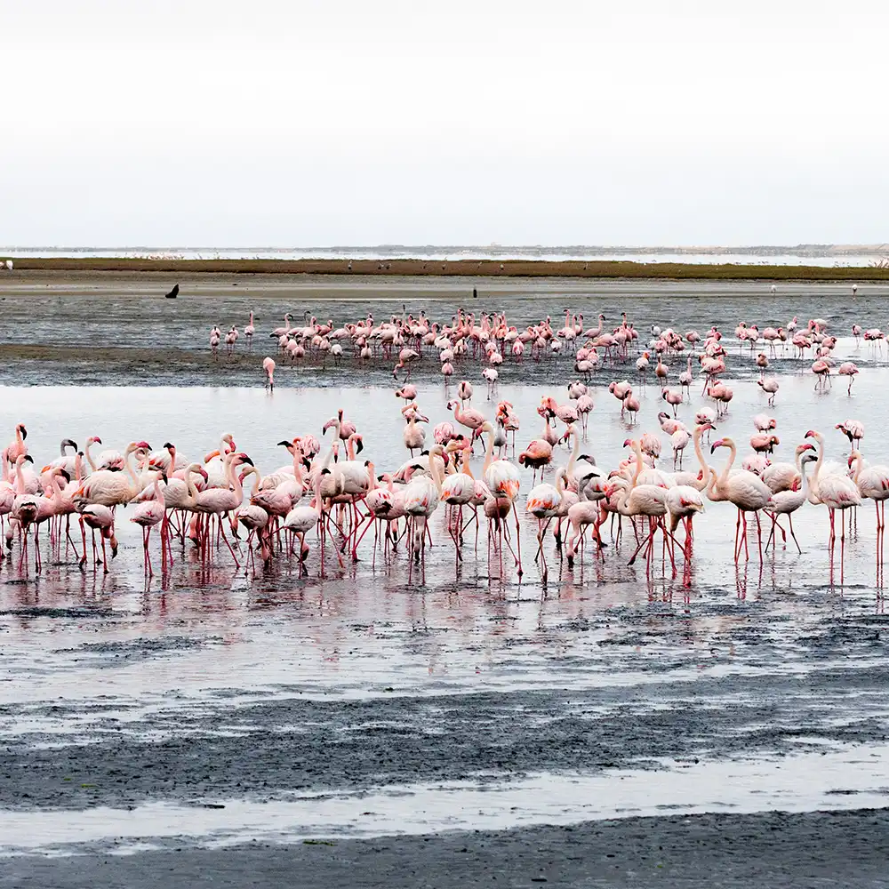 Lake Manyara National Park | Gosheni Safaris
