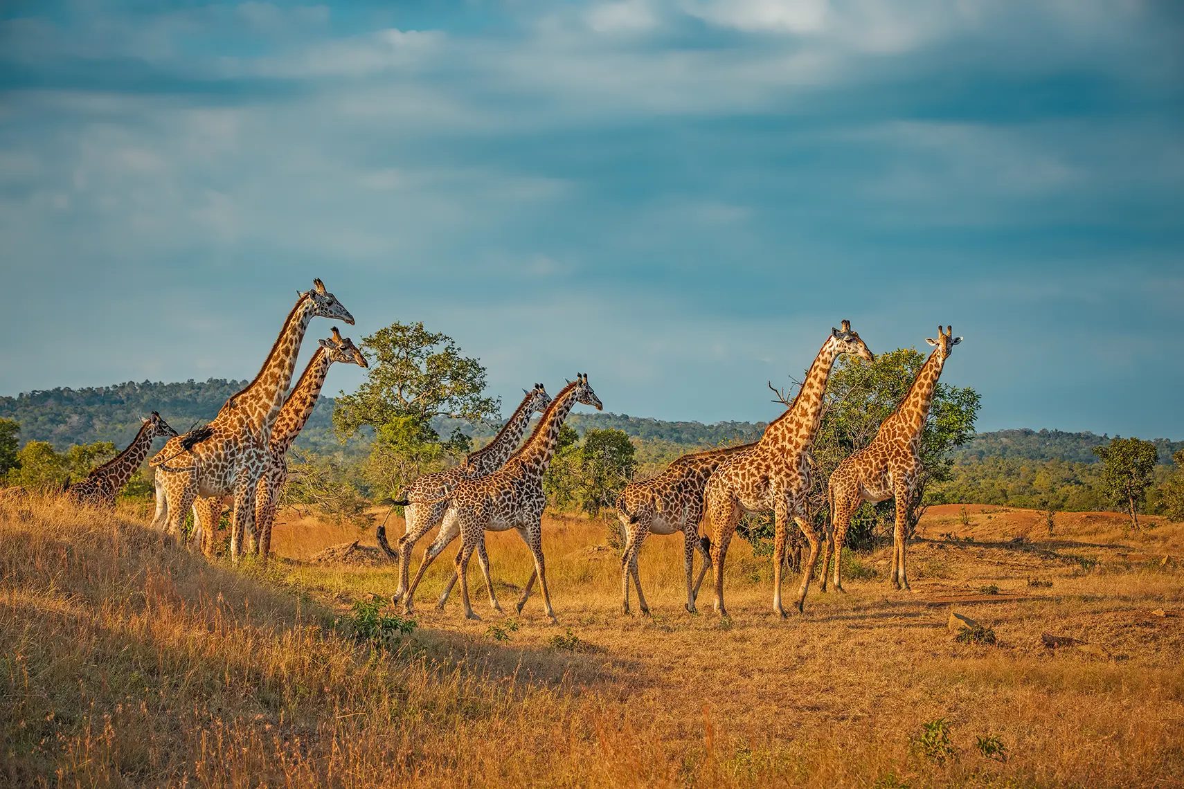 How Much Does It Cost To Stay In Serengeti? A Complete Breakdown Of ...