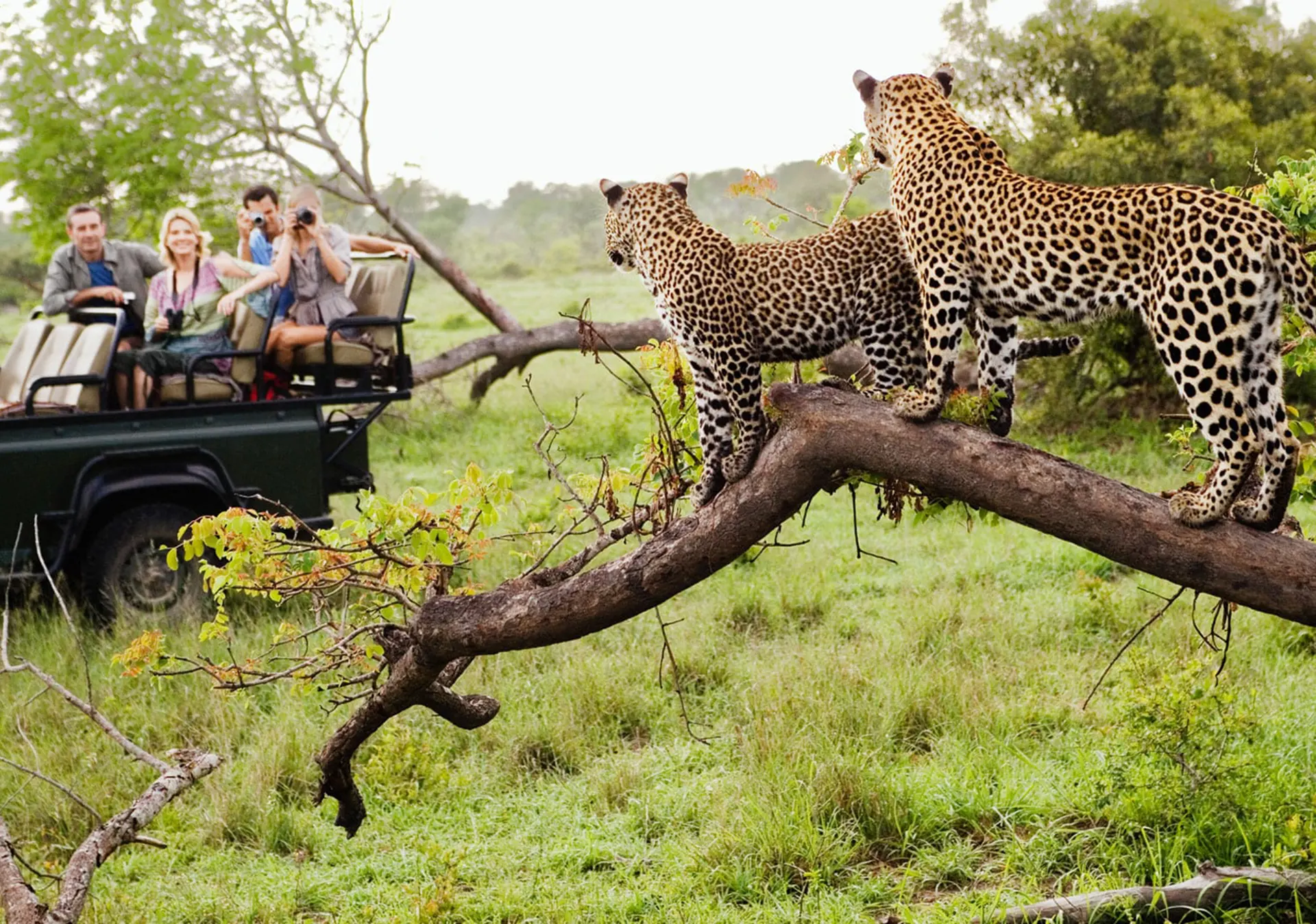 5 Days Classic South Africa Safari | Gosheni Safaris
