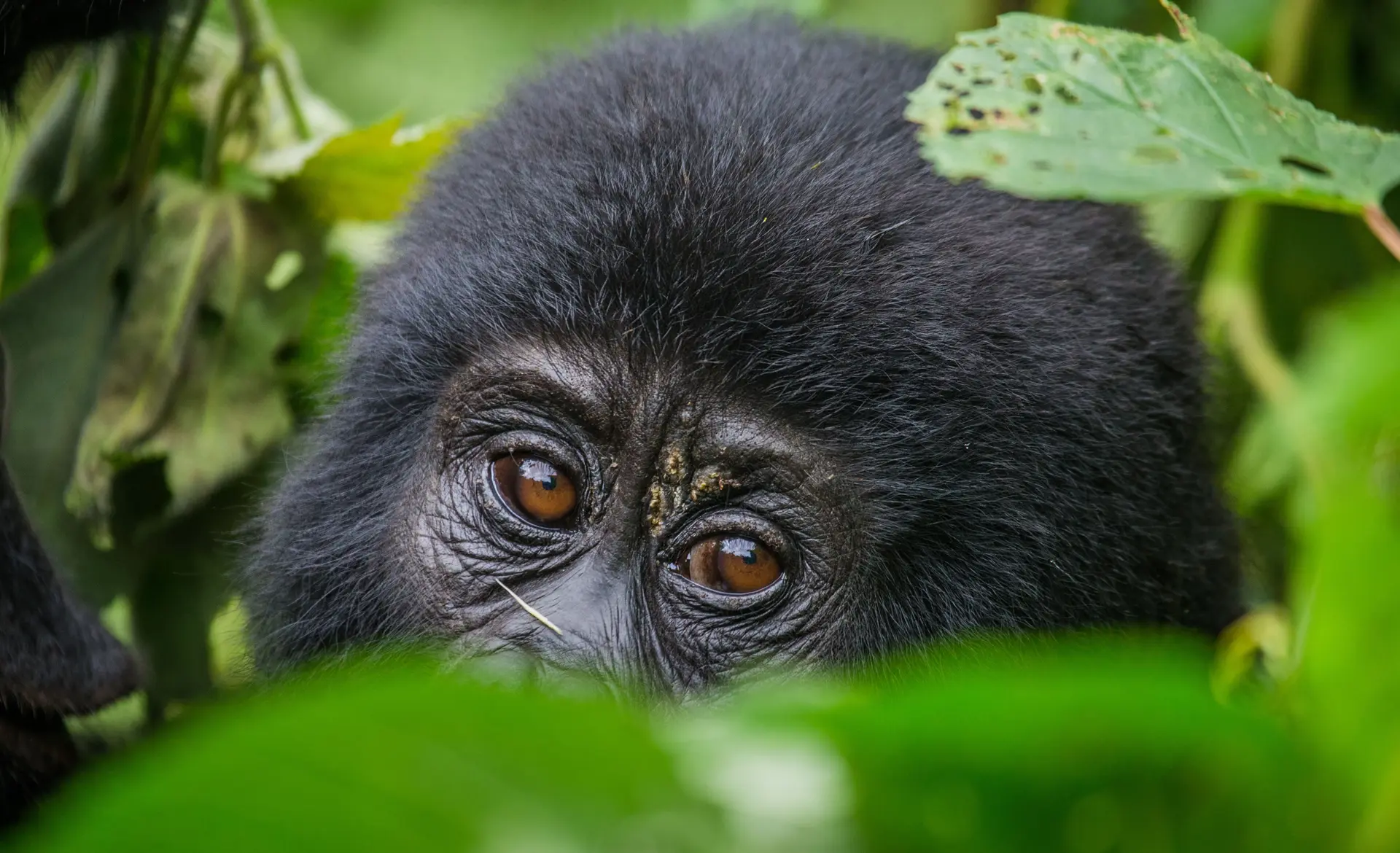 3 Days Gorilla Fly-In Express | Gosheni Safaris