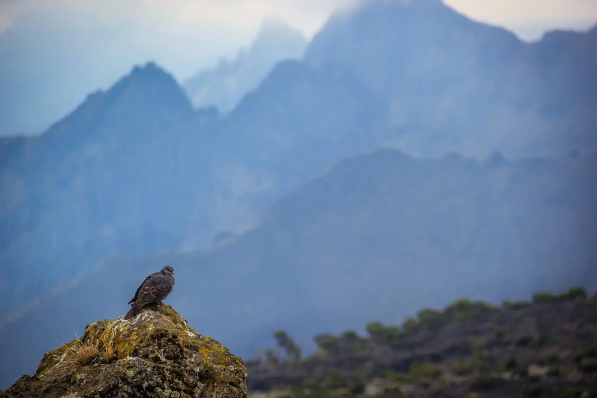 7 Days Shira Route | Gosheni Safaris