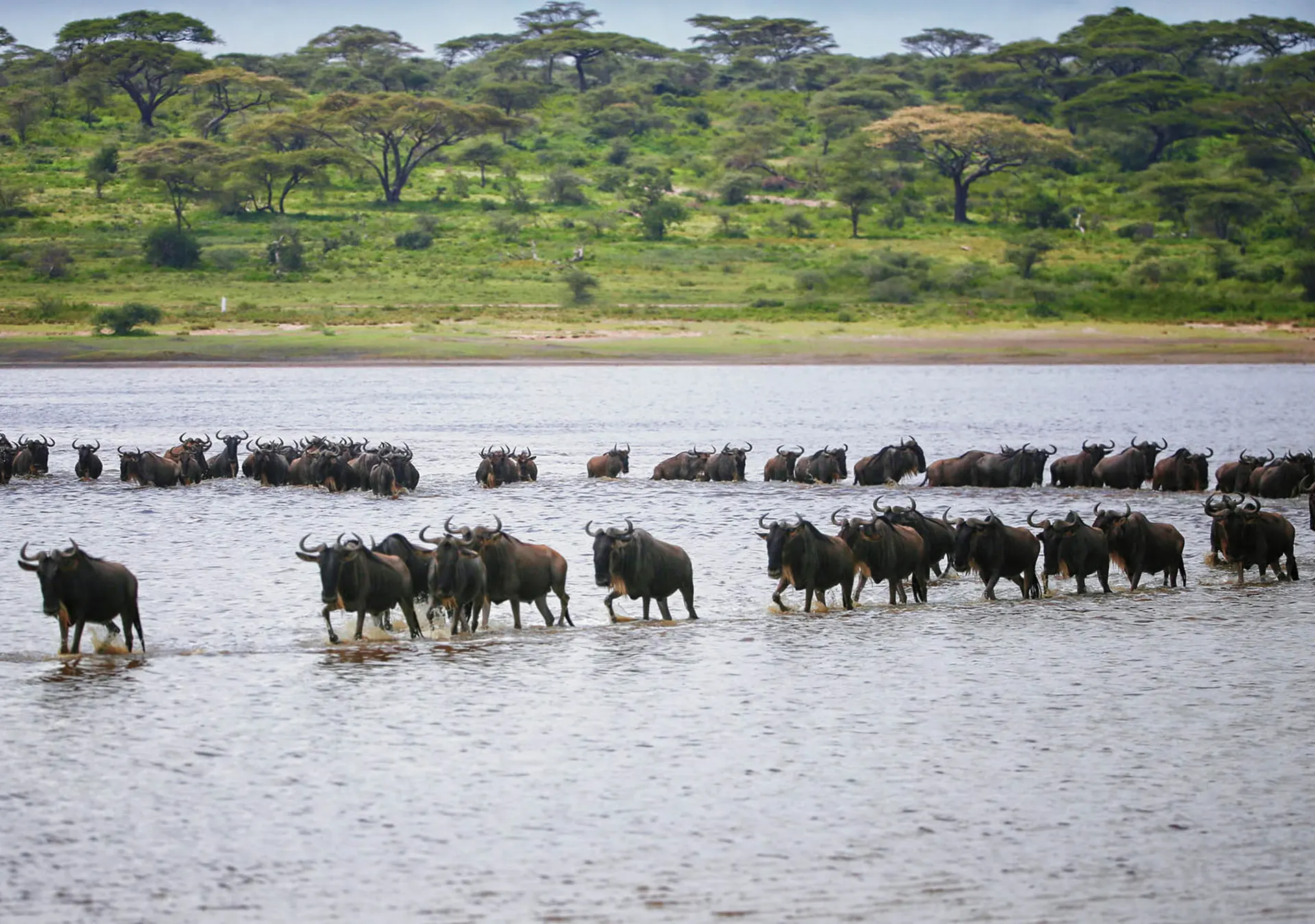 Understanding The Great Migration River Crossings: A Concise Guide ...