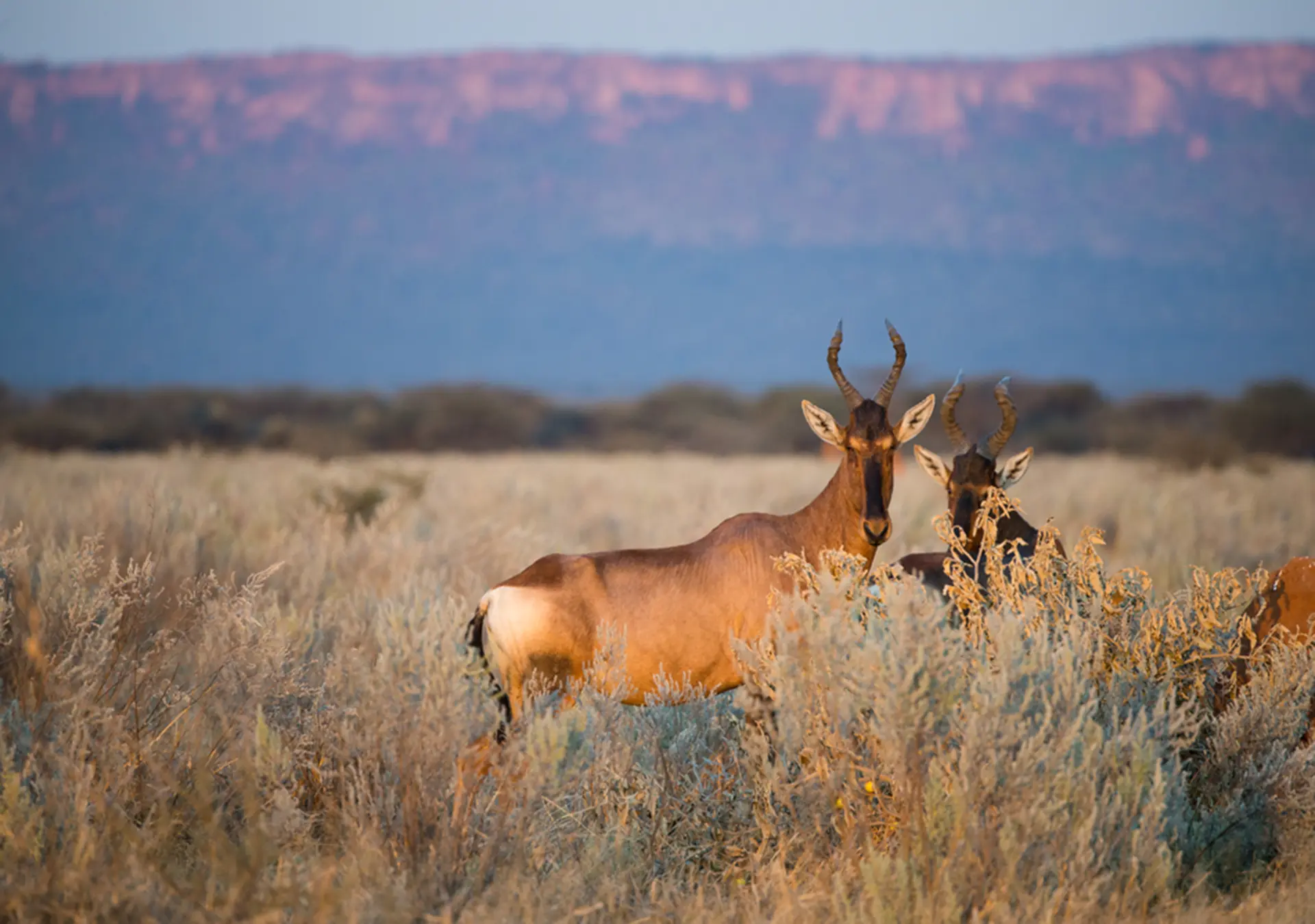 From Coasts to Deserts: Why Namibia is the New Safari Destination ...