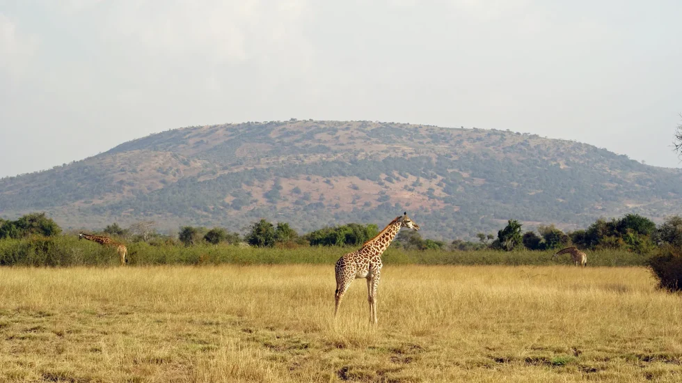 10 Days Explore Rwanda Safari Tour | Gosheni Safaris