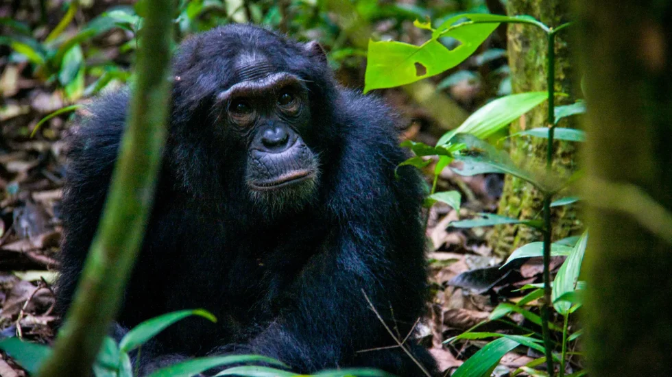 15 Days Classic Uganda Primates Tour | Gosheni Safaris