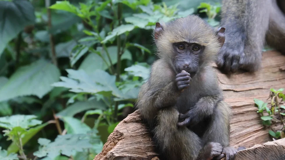 15 Days Classic Uganda Primates Tour | Gosheni Safaris