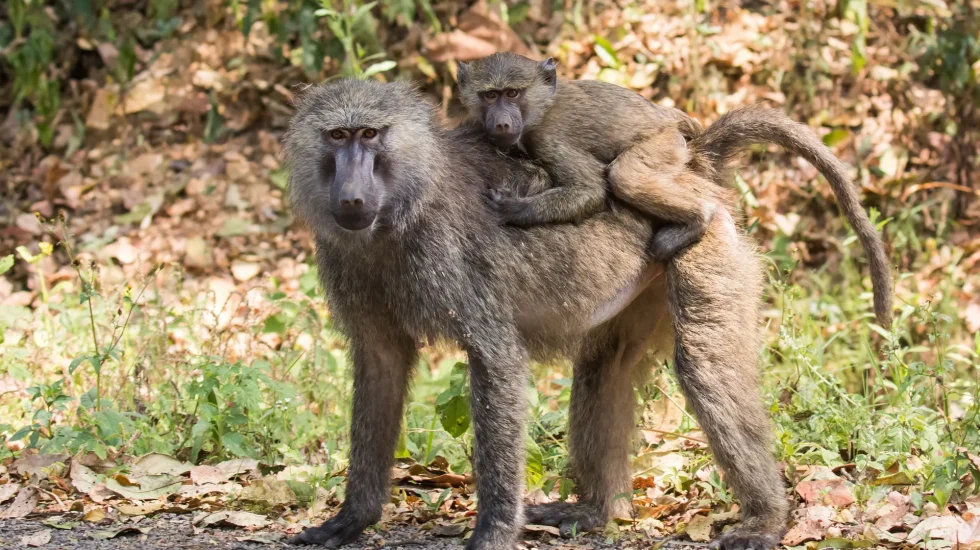 15 Days Classic Uganda Primates Tour | Gosheni Safaris