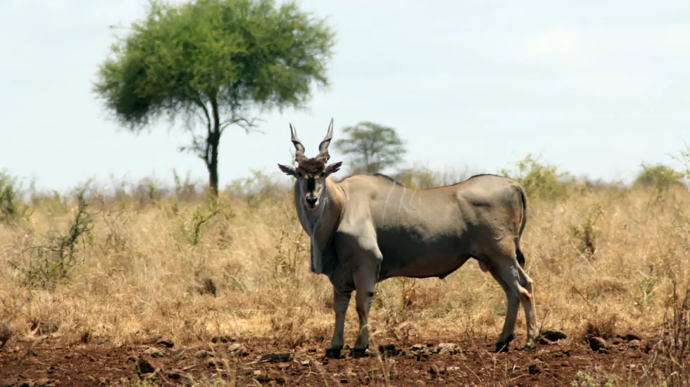 7 Days Kenya Classic Air Safari | Gosheni Safaris